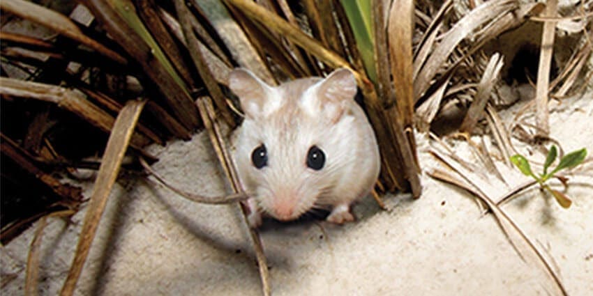 The Future Aquarium Project Receives $2 Million Gift from Ron Jon Surf ...